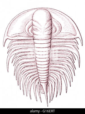 Color enhanced fossil record of early Cambrian times. Depicted are ...