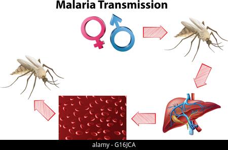 Malaria Transmission diagram with no text Stock Vector Image & Art - Alamy