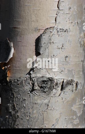 Paper-like bark of a birch (Betula) tree Stock Photo - Alamy