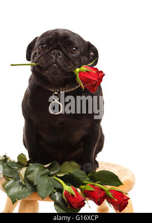 Adorable dogs with roses on white background, collection Stock Photo ...