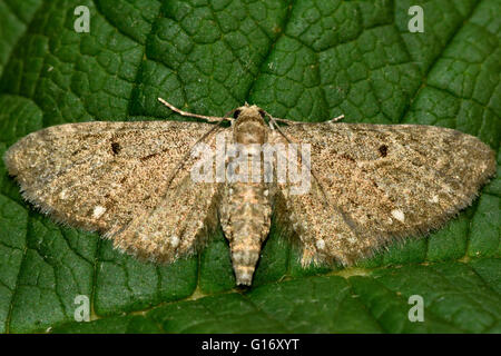 White-spotted Pug Moth (Eupithecia tripunctaria Stock Photo - Alamy