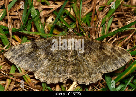 This is the Mottled Beauty, Alcis repandata, a geometrid moth known as ...