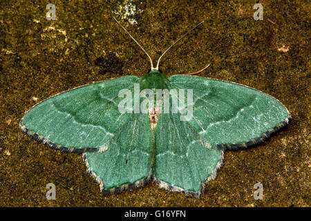 European common emerald moth (Hemithea aestivaria) - Geometridae Stock ...