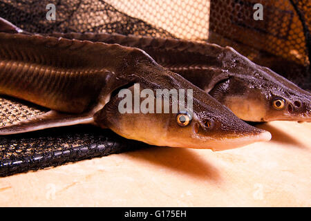 Two fresh small sturgeon fish isolated on white background. Fresh ...