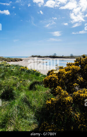 Alnmouth, Mouth of River Alan at Low Tide Stock Photo - Alamy