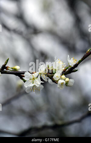 'Victoria' Plum blossom. Spring. Prunus domestica Stock Photo - Alamy