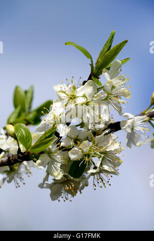 Damson Blossom, Prunus domestica, insititia, Damson Plum, White Flower ...