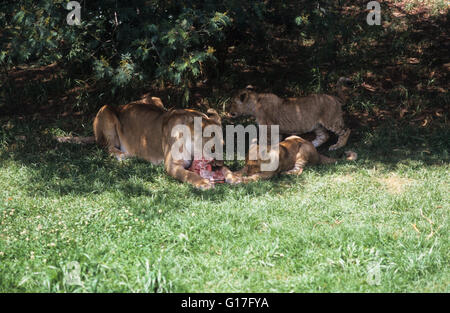 Wildlife : Lioness eating raw meat Stock Photo - Alamy