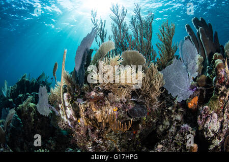 Colorful gorgonians grow in shallow water off Turneffe Atoll in Belize ...