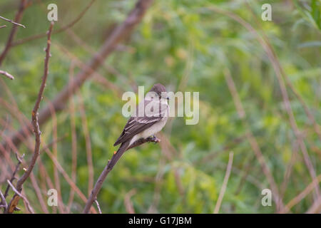 Western Wood-Pewee (Contopus sordidulus Stock Photo - Alamy