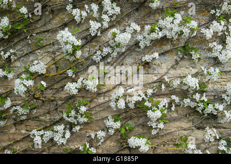 Apple tree trained to grow as an espalier tree against a garden wall ...