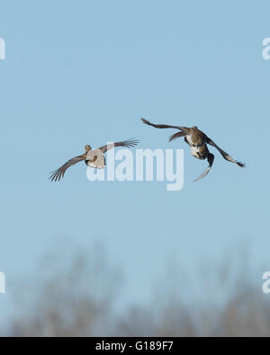 Flying Sharptail Grouse Stock Photo - Alamy
