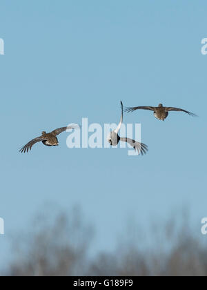 Flying Sharptail Grouse Stock Photo - Alamy