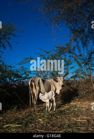Cows in an afar tribe farm, Afar region, Afambo, Ethiopia Stock Photo ...