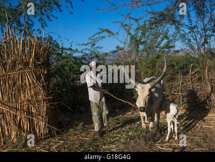 Cows in an afar tribe farm, Afar region, Afambo, Ethiopia Stock Photo ...