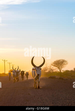 Herd of cows on a dusty track in the sunset, Afar region, Afambo ...