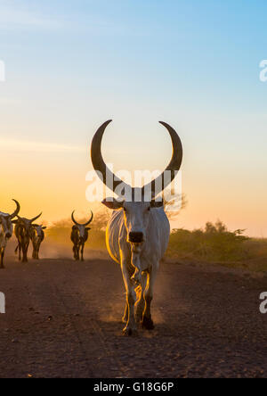 Cows in an afar tribe farm, Afar region, Afambo, Ethiopia Stock Photo ...