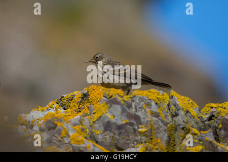 Eurasian rock pipit (Anthus petrosus), standing on rock Stock Photo - Alamy