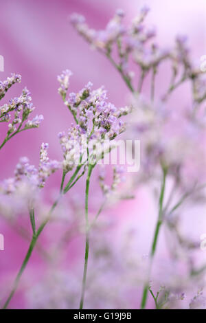 limonium overig maine blue, long-lived, meadow flower, symbolises ...