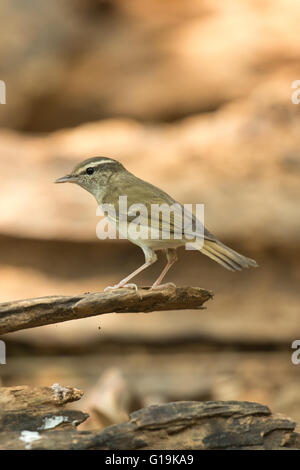 Pale-legged leaf warbler (Phylloscopus tenellipes) during spring ...