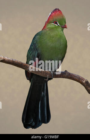 Fischer's Turaco (tauraco fischeri Stock Photo - Alamy