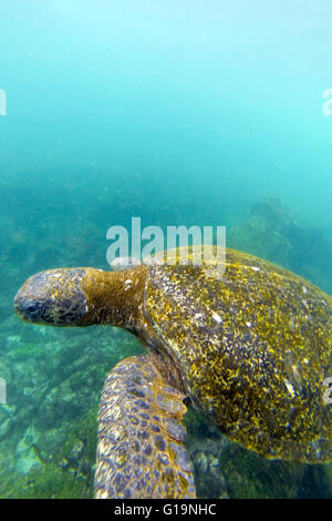 Beautiful Green Sea Turtle Swimming In The Caribbean Sea. Blue Water ...