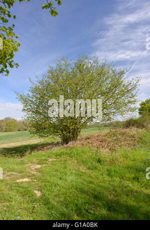 Coppiced hazel trees (Corylus avellana) in English woodland. Several ...