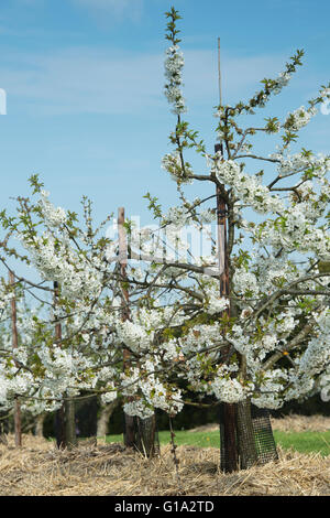 Prunus avium. Sweet cherry regina tree in blossom in an orchard at RHS ...