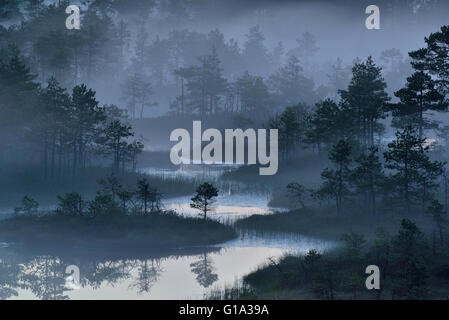 Misty summer night at the bog pool Stock Photo - Alamy