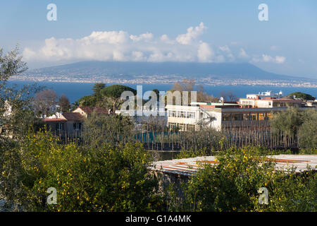 Lemon tree in Amalfi Stock Photo - Alamy