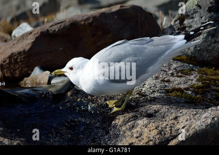 seagull standing on creek top drinking fresh water Stock Photo - Alamy