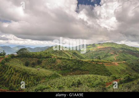 Tea plantations in Shan state, Myanmar Stock Photo - Alamy