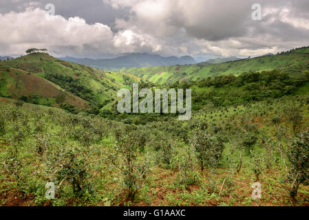 Tea plantations in Shan state, Myanmar Stock Photo - Alamy