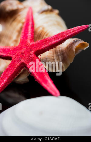 A starfish and other shells closeup Stock Photo - Alamy
