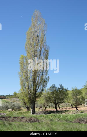 Spanish mountain landscape with poplar trees in spring Stock Photo - Alamy