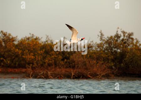 Senegal, Sine Saloum, Ndangane, L'Ile des Oiseaux (Birds Island ...