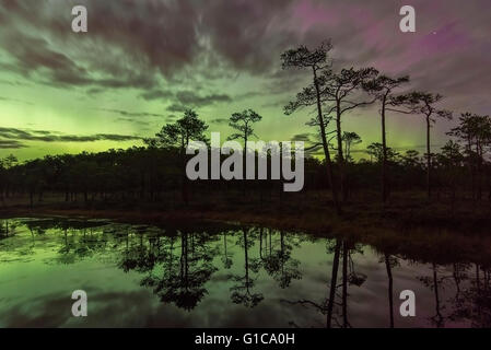 Northern lights at the bog Stock Photo - Alamy