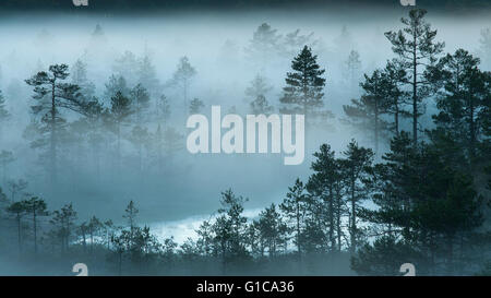Misty summer night at the bog pool Stock Photo - Alamy