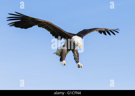 Bald Eagle with its eye on the target Stock Photo - Alamy