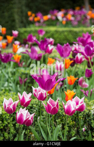 Colorful Tulips in a garden boarder with Box hedging, England, UK Stock ...