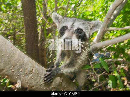 Pygmy Raccoon (Procyon pygmaeus) climbing tree, Cozumel Island, Mexico ...