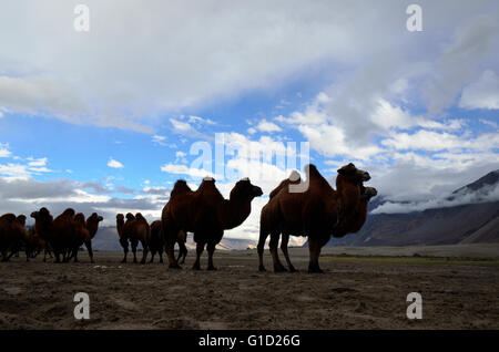 Bactrian camel in the cold desert of Hundar, Nubra Valley, Ladakh ...