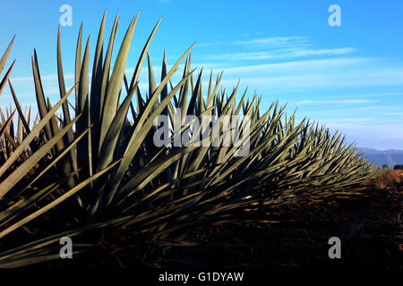 Agave fields around El Arenal, Jalisco, Mexico Stock Photo - Alamy