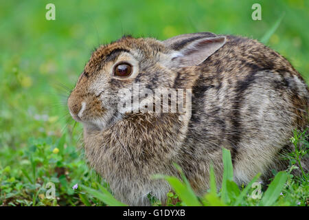 swamp rabbit (Sylvilagus aquaticus), or swamp hare Stock Photo - Alamy