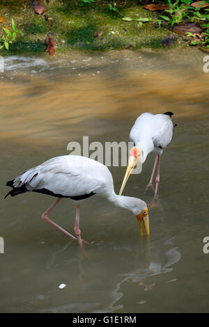 Two yellow billed storks drink water from the river Stock Photo - Alamy