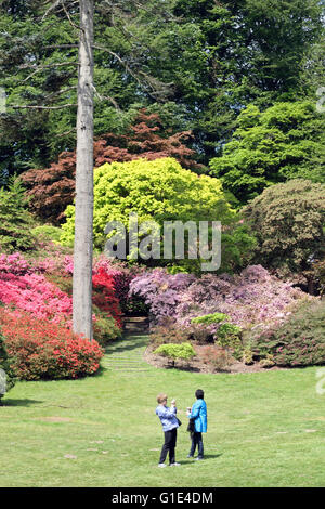Azaleas at the Punch Bowl Virginia Water Lake Virginia Water Surrey ...
