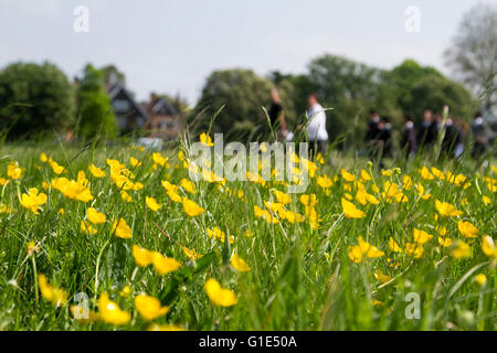 Wimbledon London,UK. 13th May 2016. Buttercups start to bloom on a ...