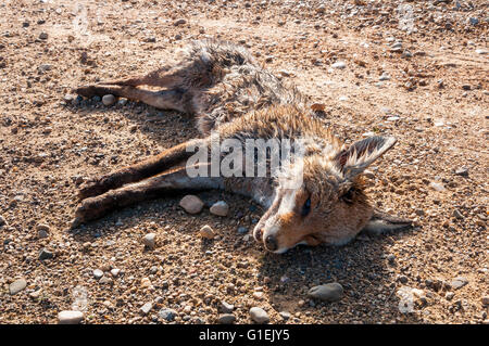 Dead red fox (Vulpes vulpes) kit lying next to house, killed by Stock ...