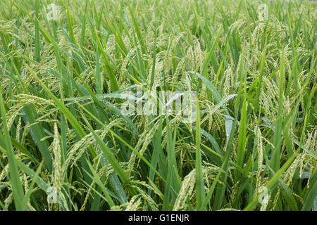 Bright green rice fields close to Luang Prabang, Laos Stock Photo - Alamy