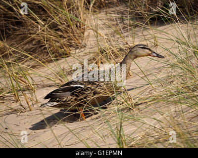 A duck enjoying the sunshine in Ainsdale Merseyside Stock Photo - Alamy
